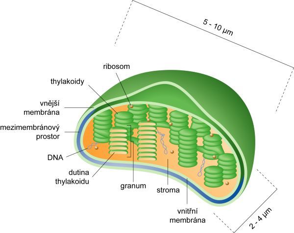 Buněčné organely | ELUC